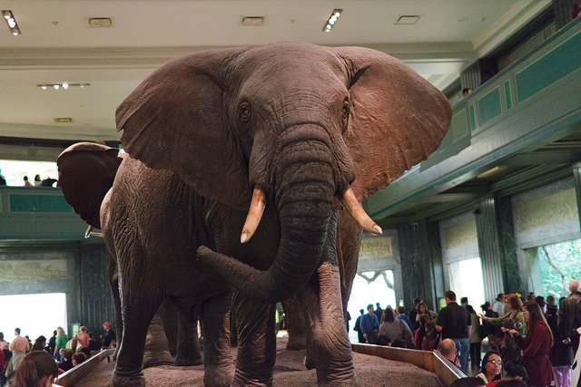 There are not annotations for some image ids in MSCOCO? · Issue #76 · cocodataset/cocoapi · GitHub